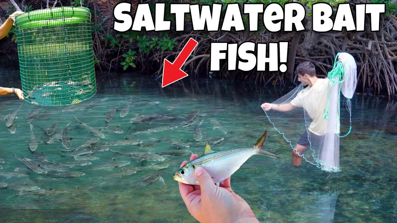 Stocking my saltwater bait pen with tons of fish!