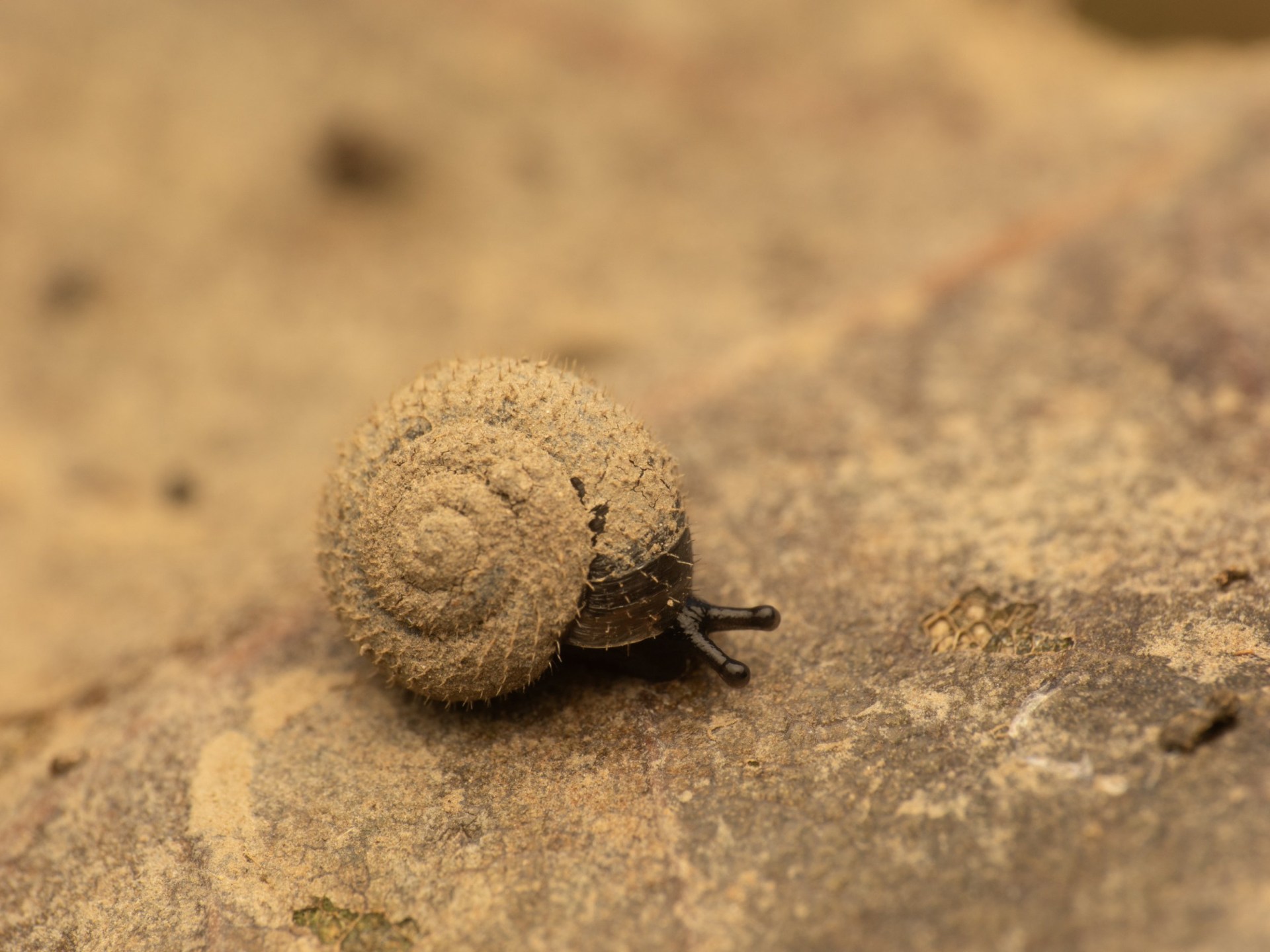 Experts are on a mission to save hairy German snails