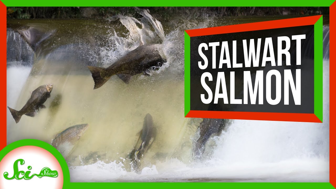 These death-defying salmon just keep spawning