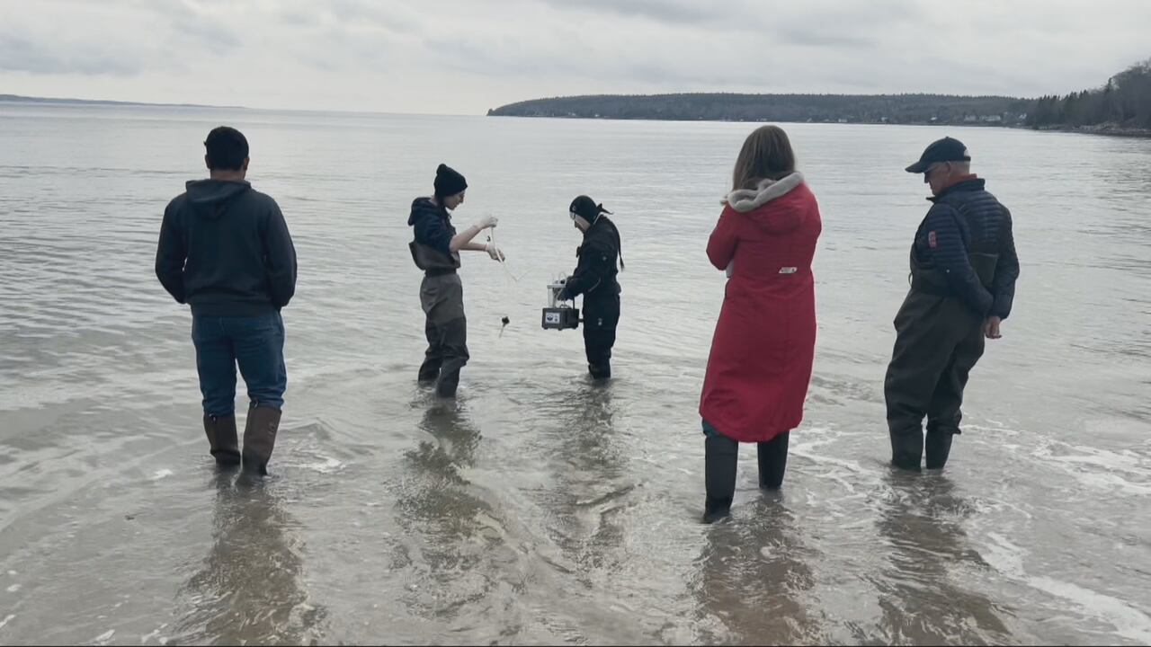 Volunteers in N.S. collect water samples to track marine life