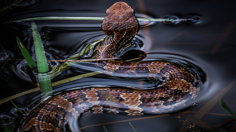 Beware Of Snakes When Visiting One Of Texas' Biggest And Most Popular ...