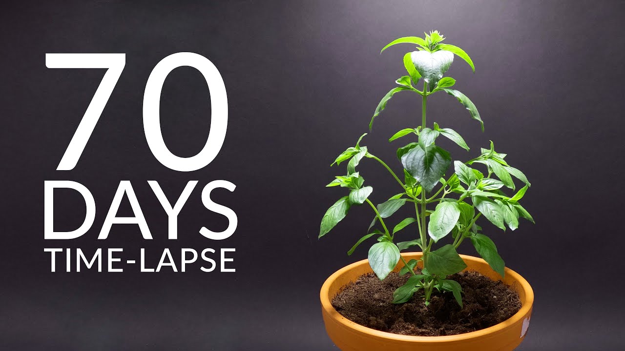 70 days growing Thai basil - time-lapse magic