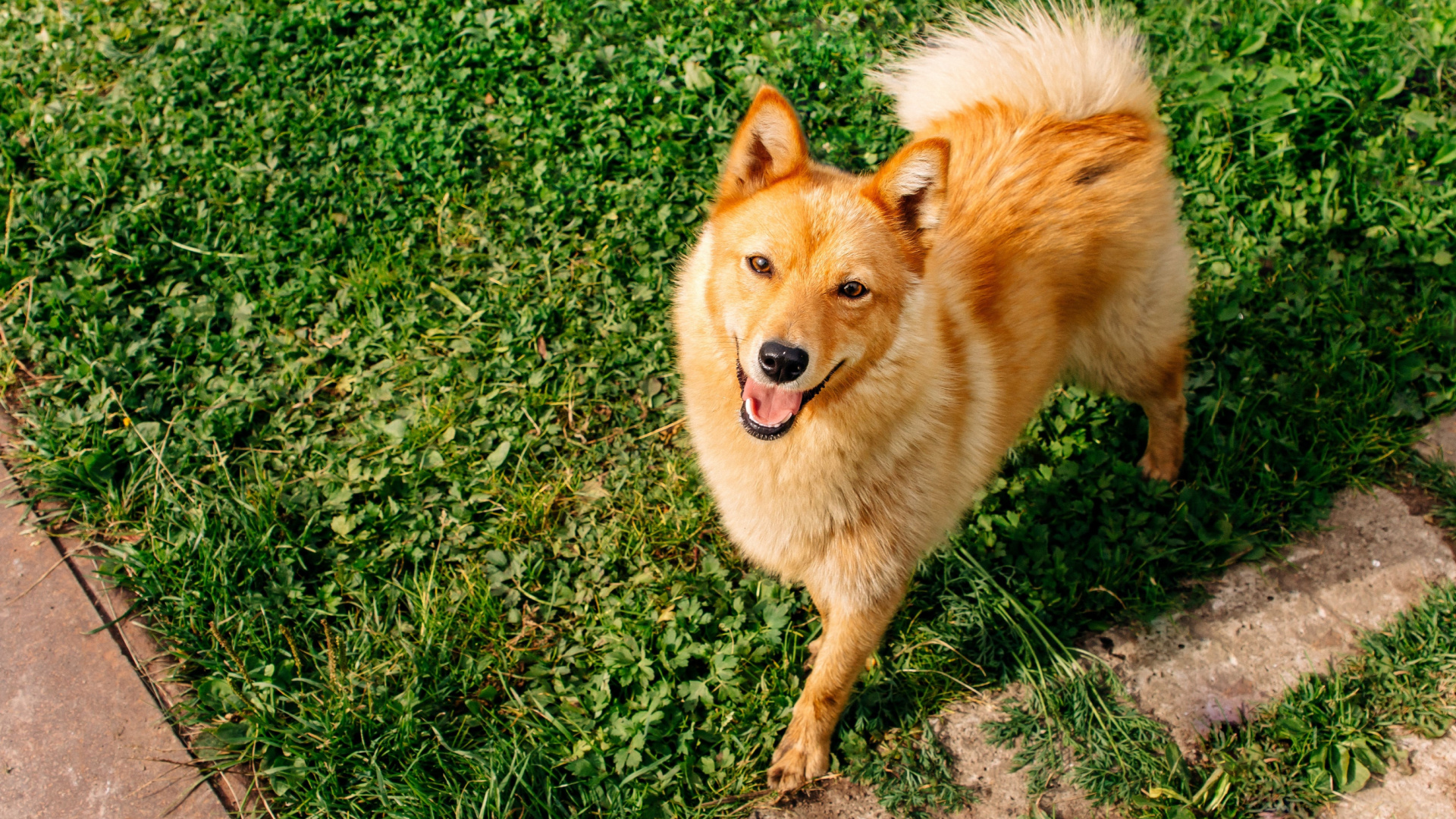 A Fox Dog? These 13 Dog Breeds Are So Rare, You Might Think We Made Them Up