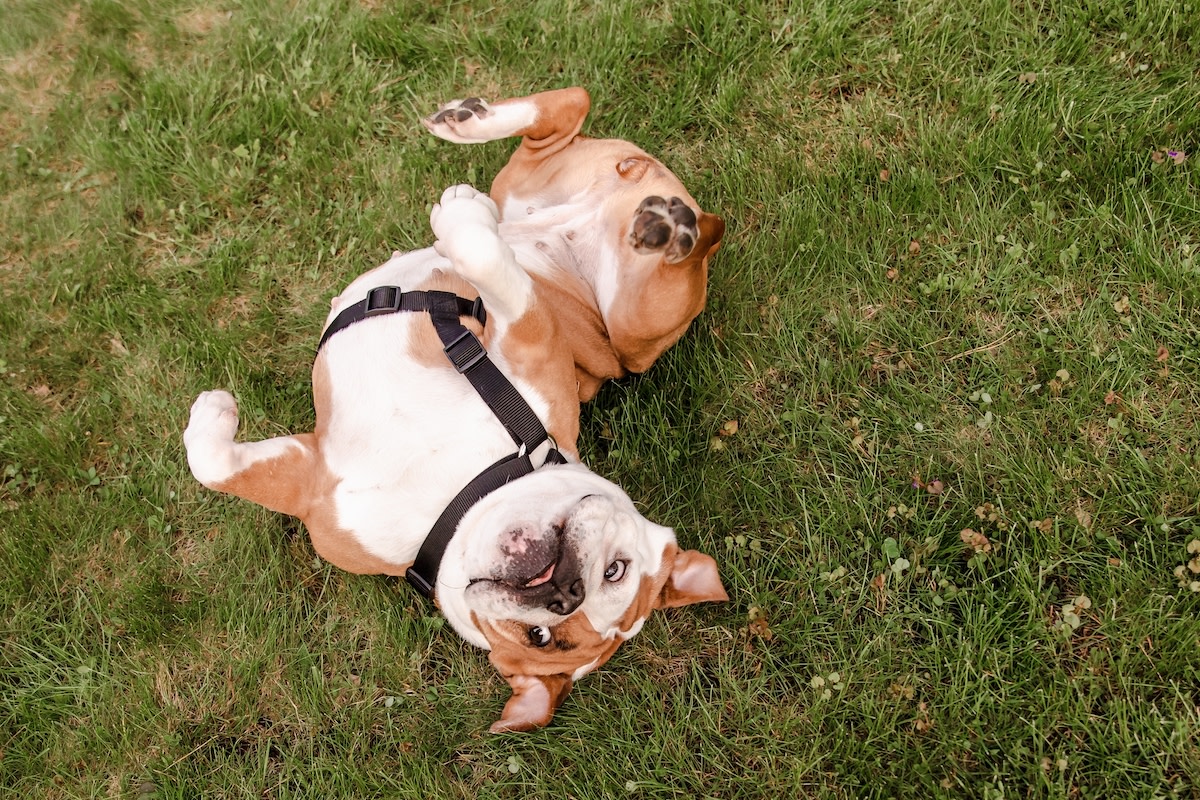 Adorable English Bulldog Has the Most Priceless Relationship With House ...