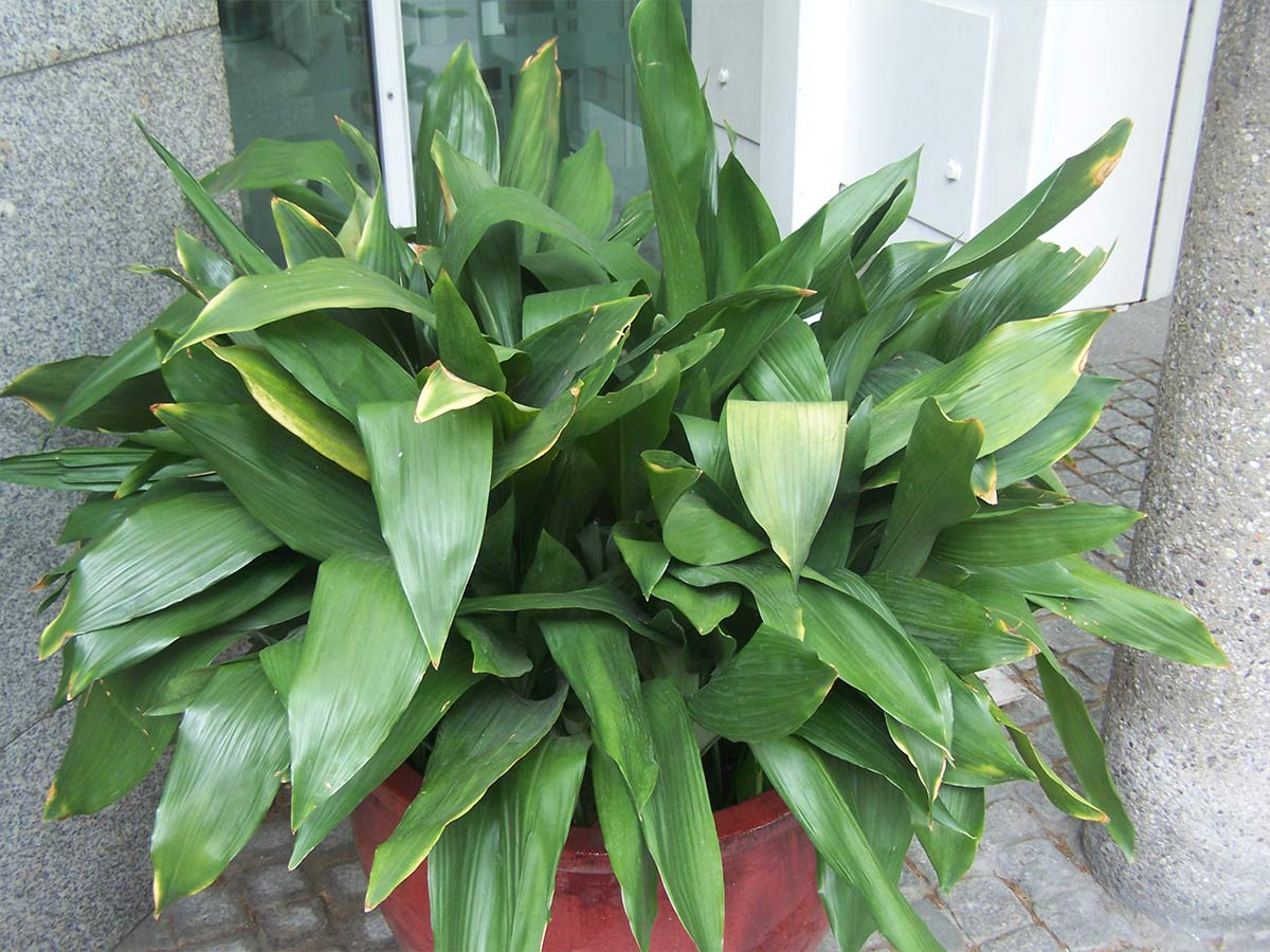 10 unkillable houseplants: even the worst plant owners can't destroy them