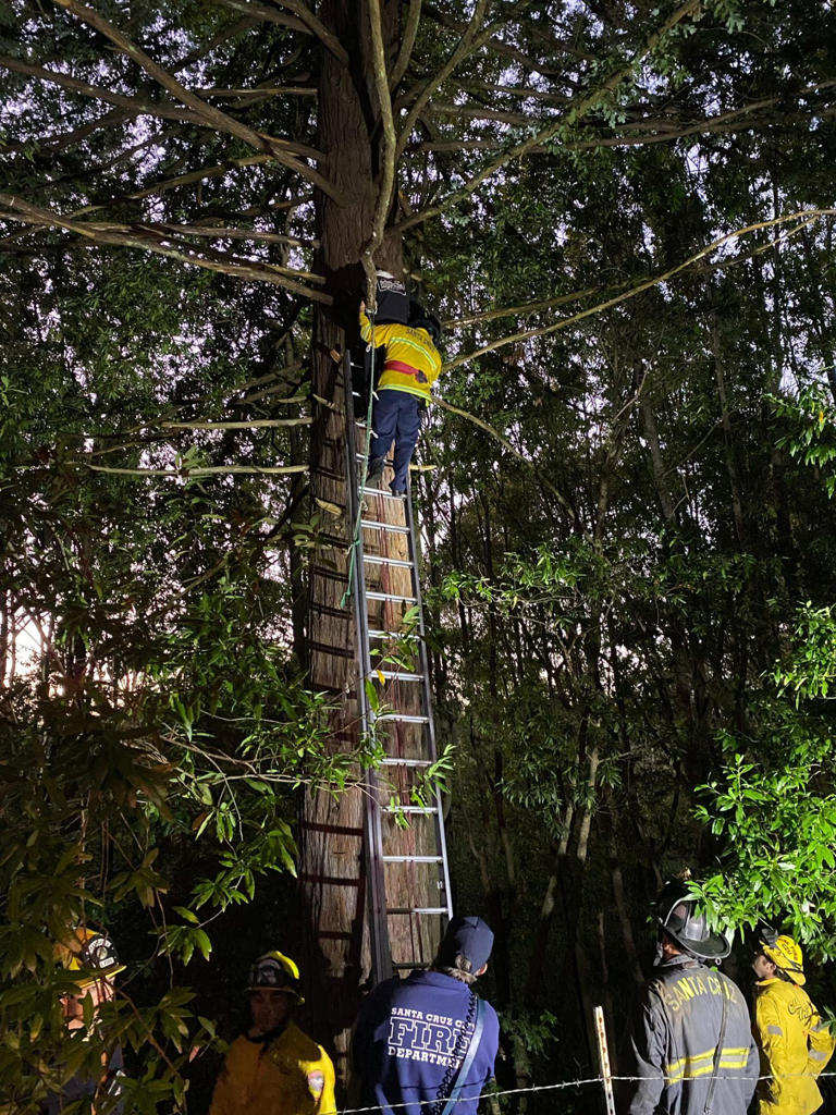 1 rescued, 1 injured in fall from tree near UC Santa Cruz