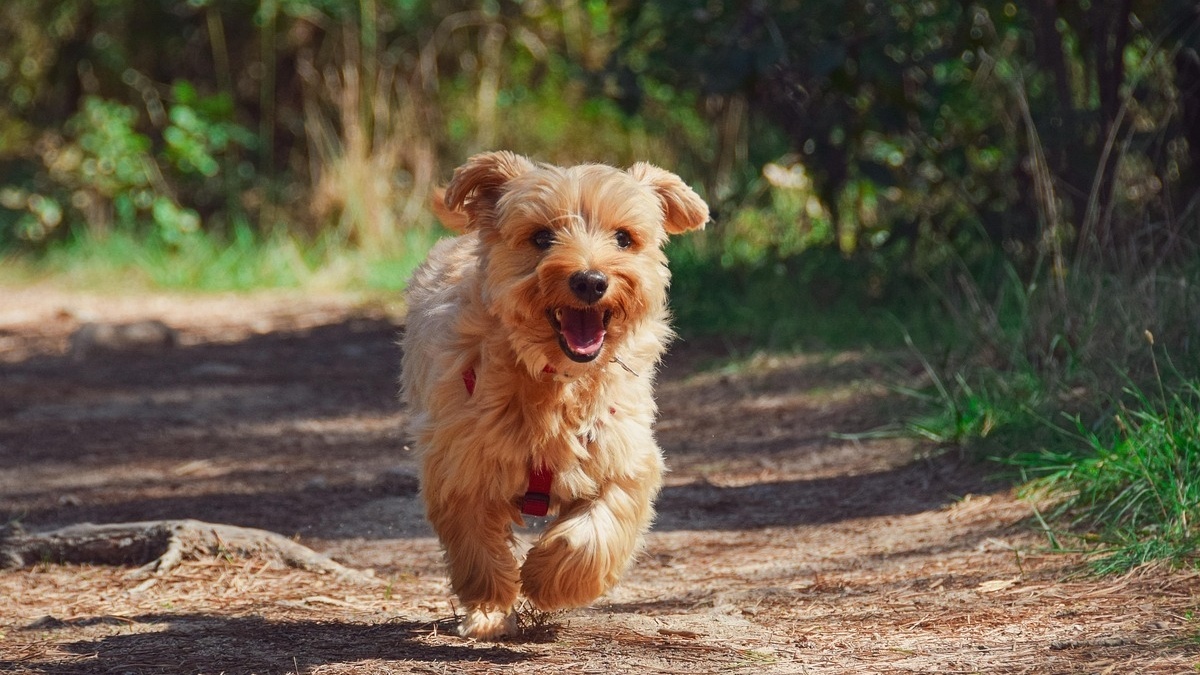 9 cosas que tu perro necesita para ser feliz contigo