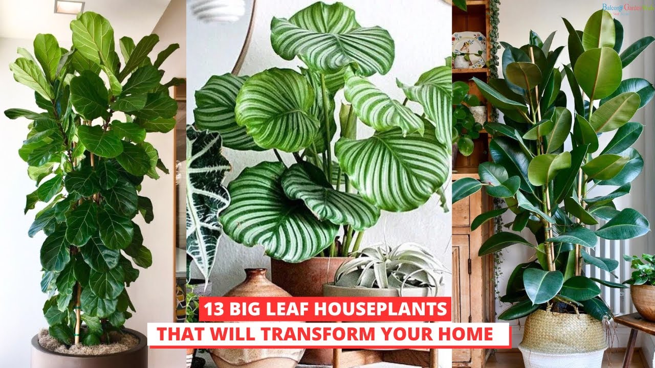 Inside the trendiest big leaf houseplants for modern homes