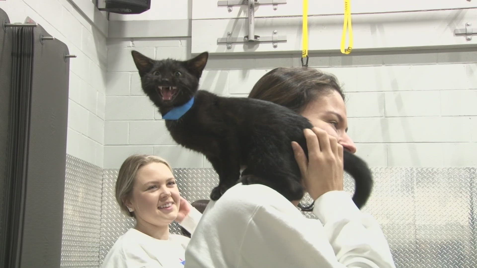 10 Lives Club hosts kitten yoga at Crunch Fitness