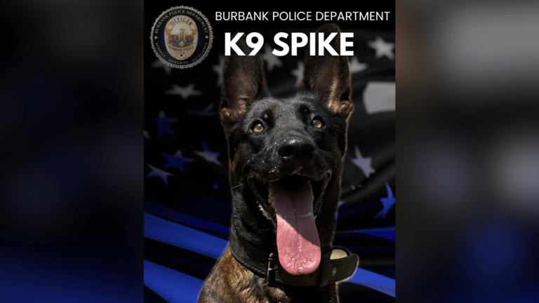 Police dog shot, killed during chase in California