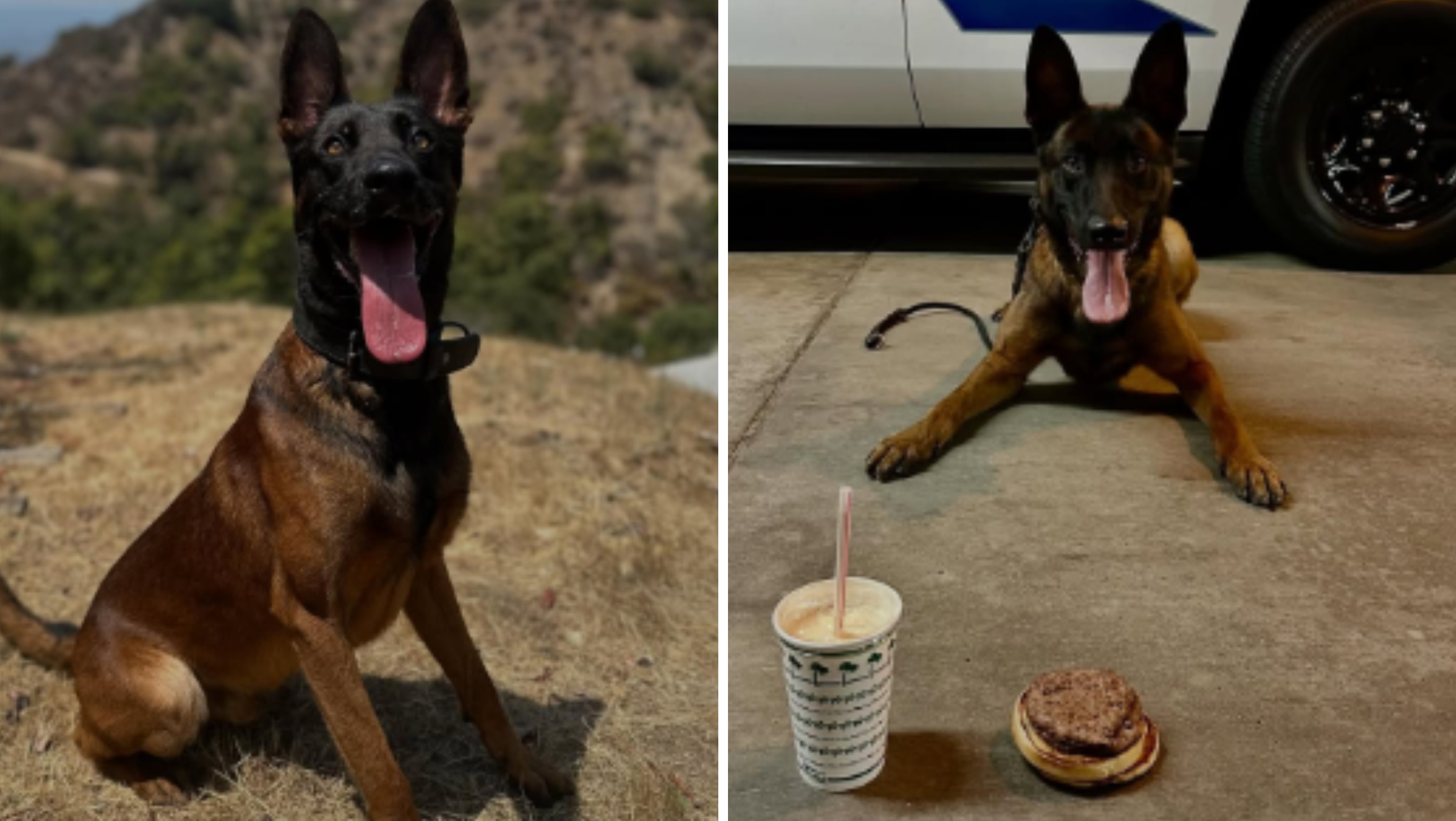 End of watch for Burbank K-9: What we know about Spike the police dog