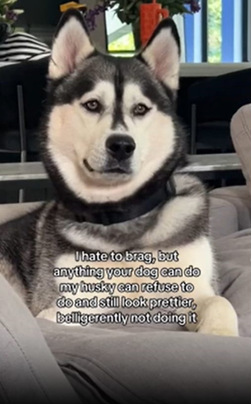 Training Insights For Independent Huskies