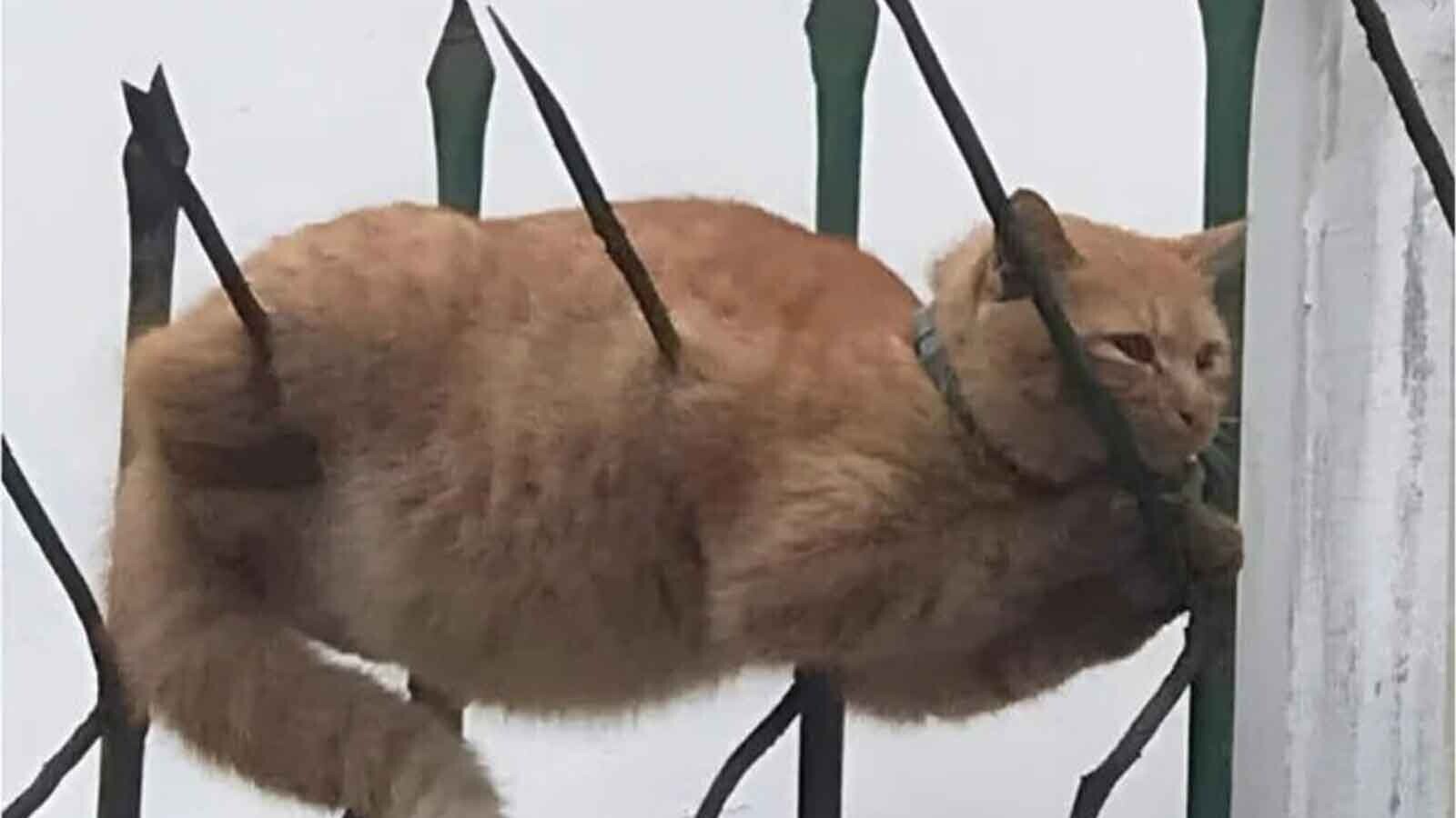 Photos That Make You Question What’s Actually Happening