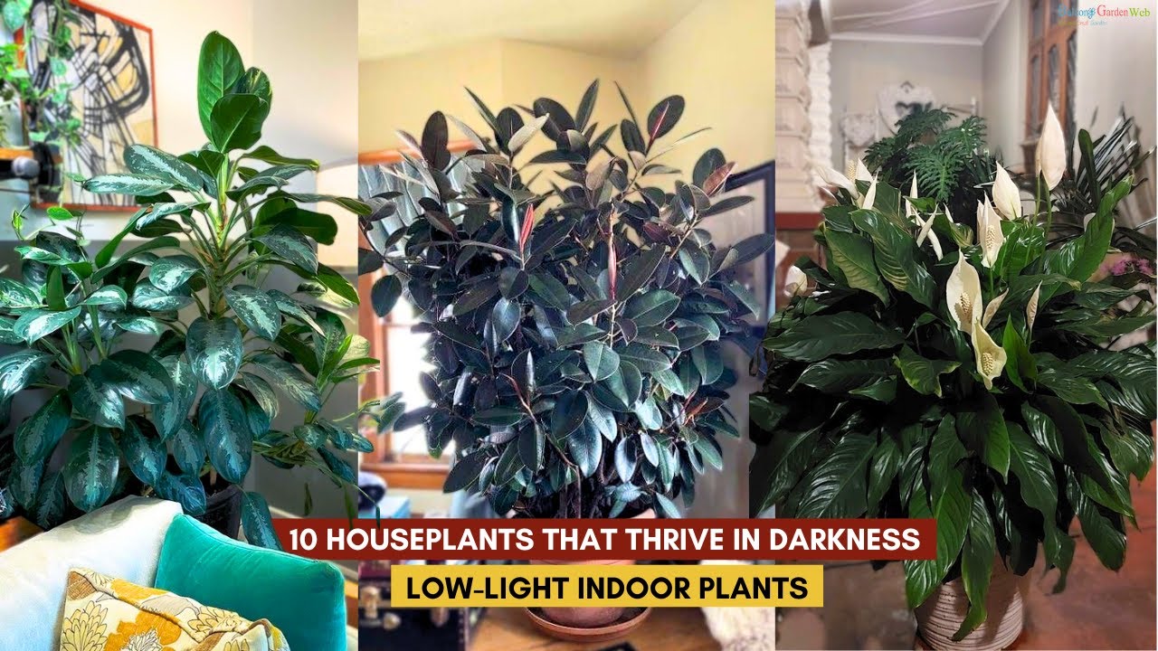 Houseplants that stay healthy indoors and beautify your space
