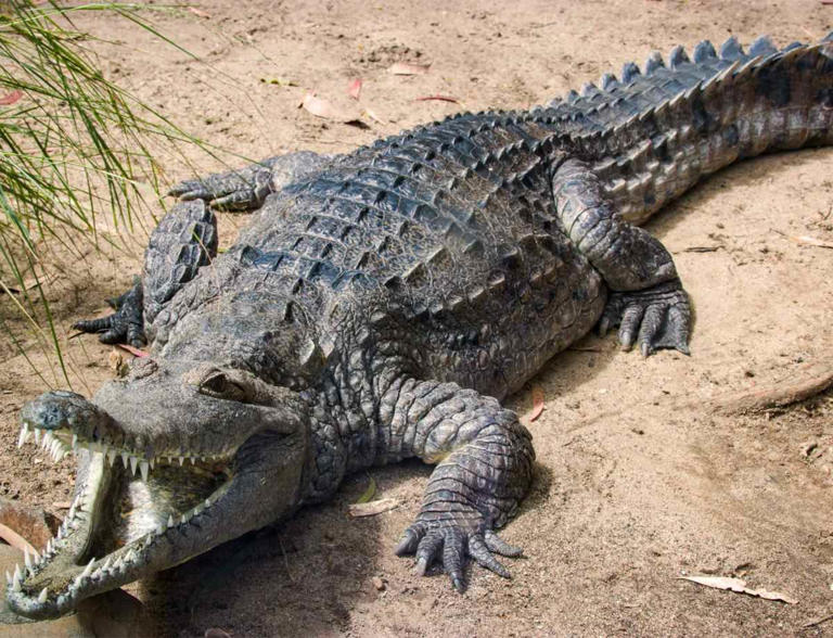 Alligator Vs Crocodile – Check All the Differences Here!