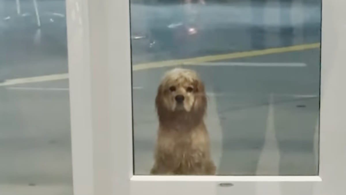Trempé devant une salle de sport, ce chien attendait qu’on le voie ...