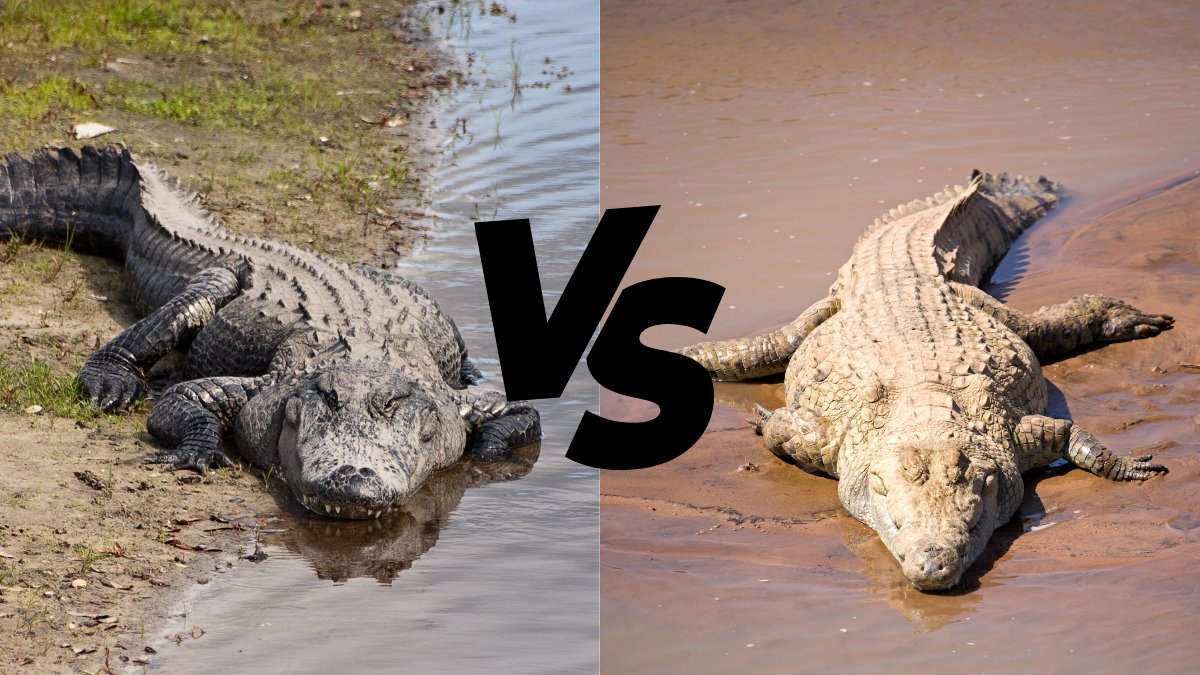 Alligator Vs Crocodile – Check All the Differences Here!