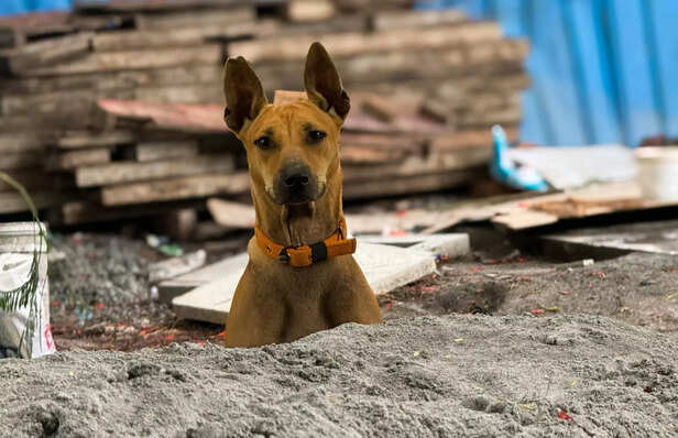 Why Indie Dogs Deserve All the Love and Recognition