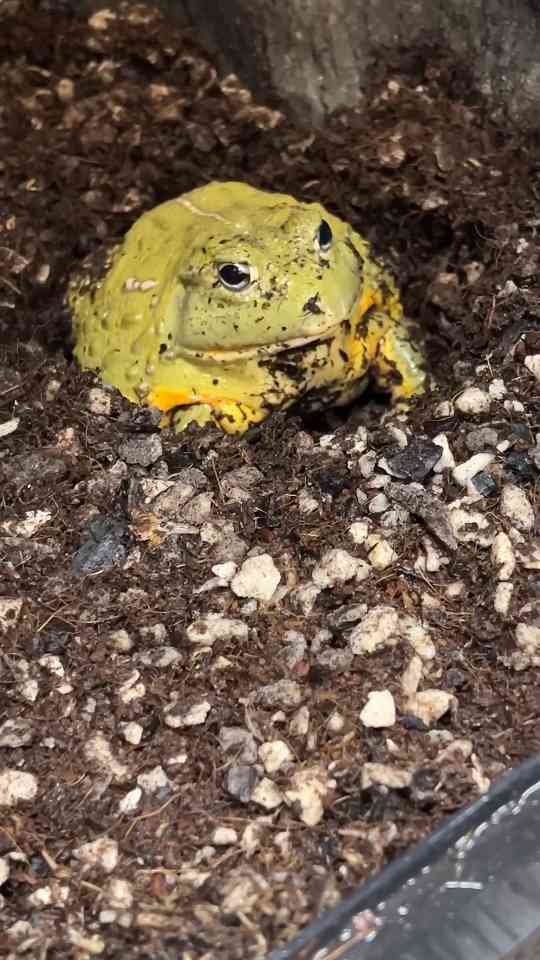 What feeding time really looks like for a zookeeper and her frogs