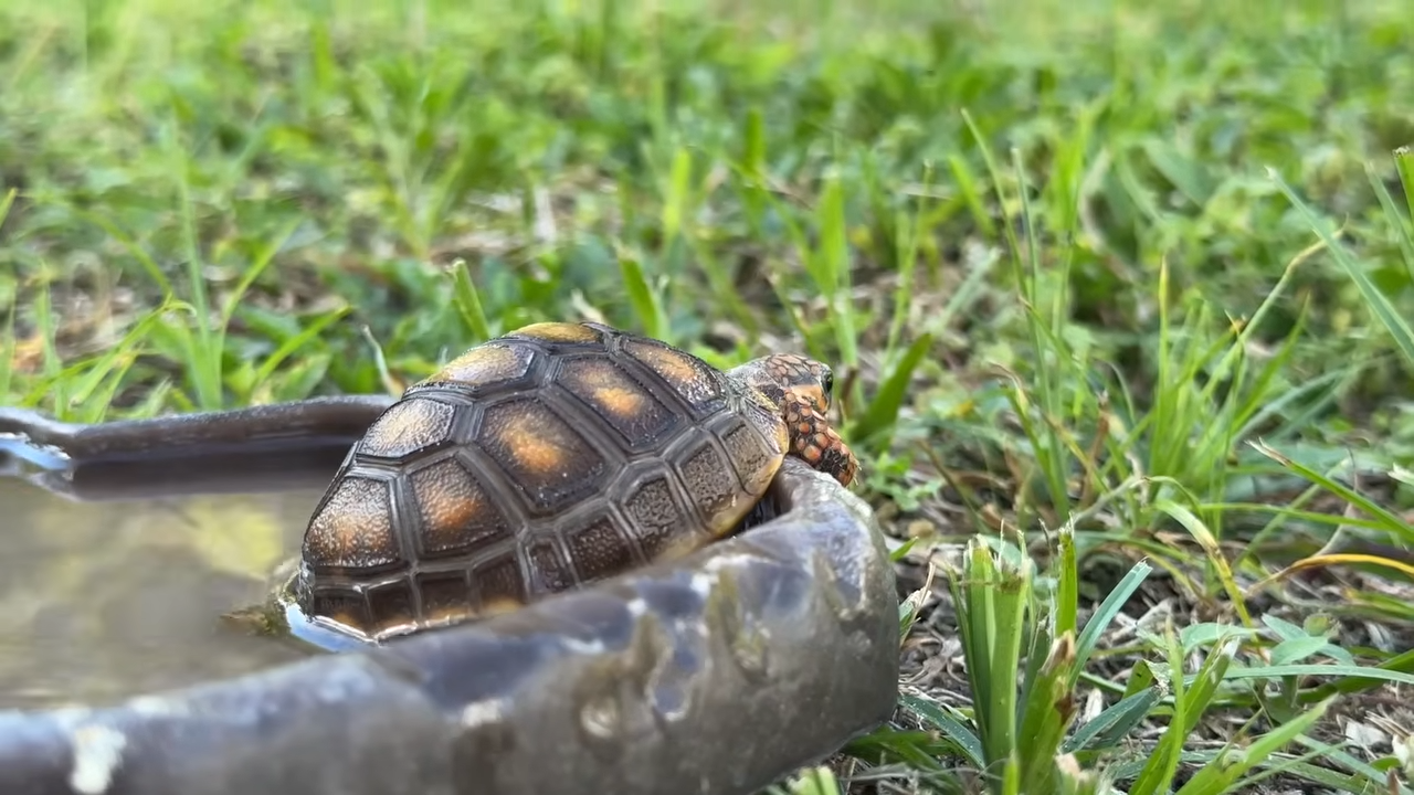The essential habitat guide for raising a healthy baby red-foot tortoise