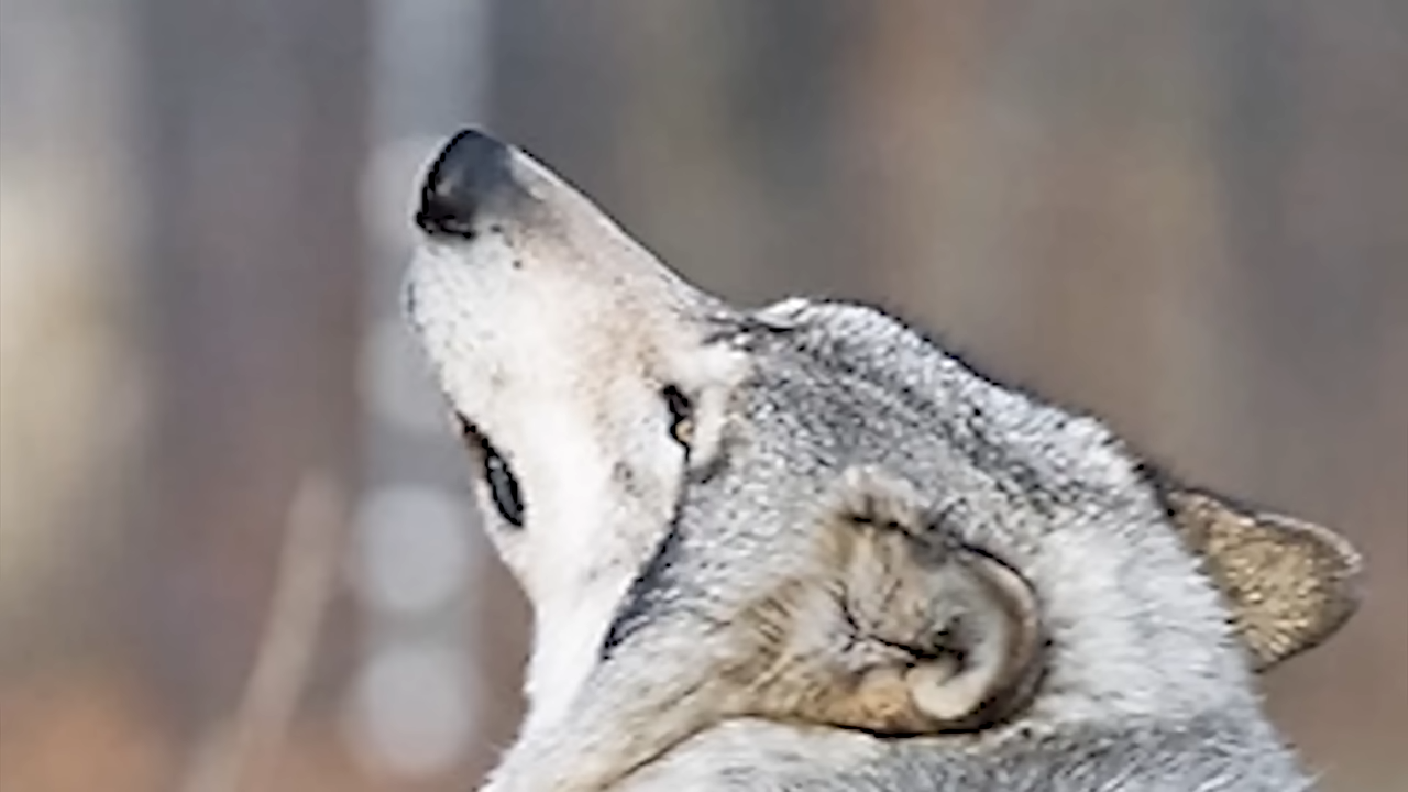 Ranking dogs by intelligence, temperament, loyalty, and real-world ability