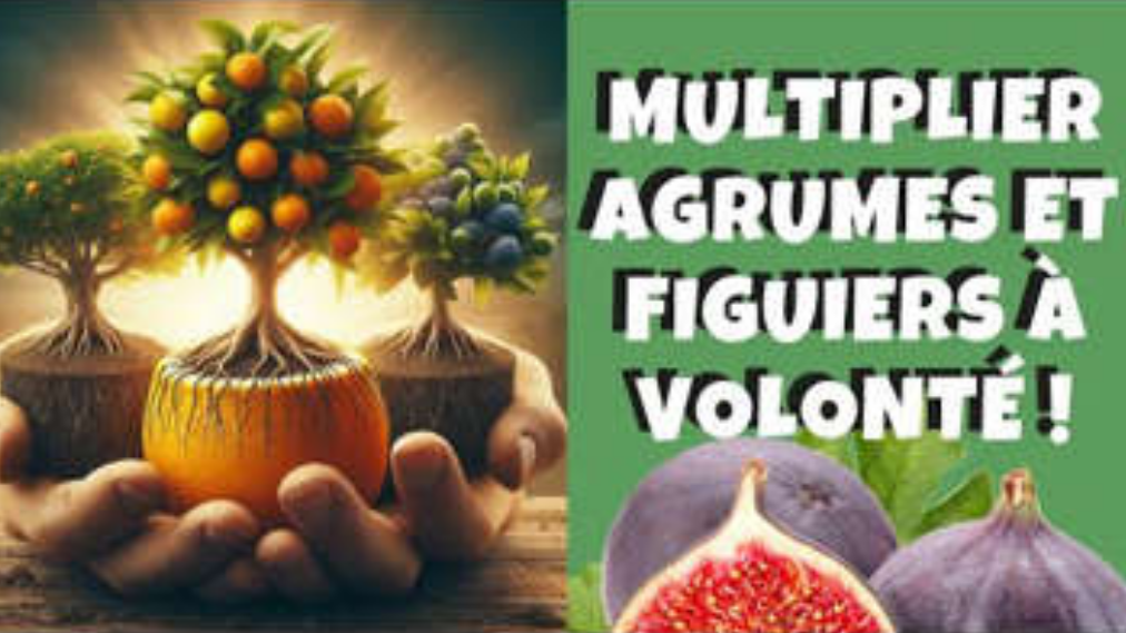 Marcottage Facile des Orangers, Citronniers et Figuiers – Mode d’Emploi