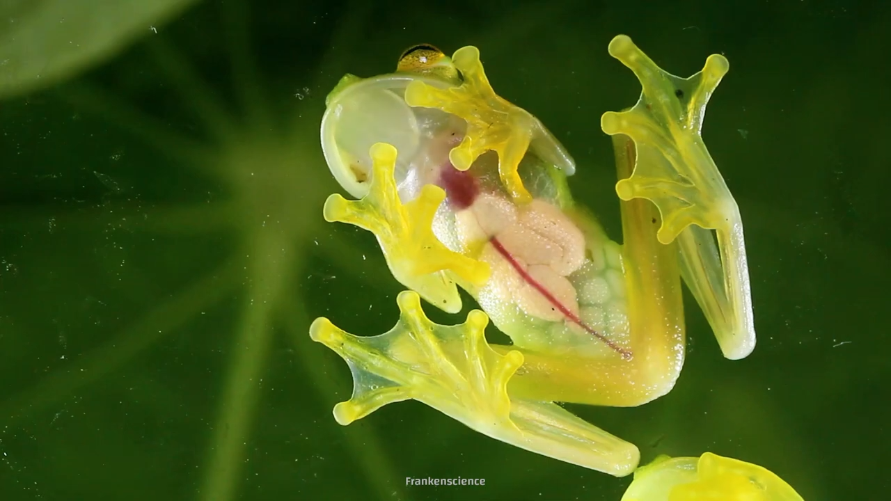 The ghostlike animals filmed in some of Earth’s darkest waters