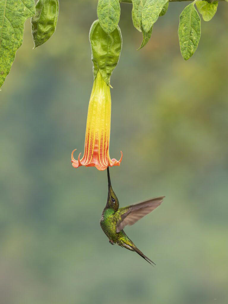 Wildlife photographer captures beautiful pictures of sword-billed ...