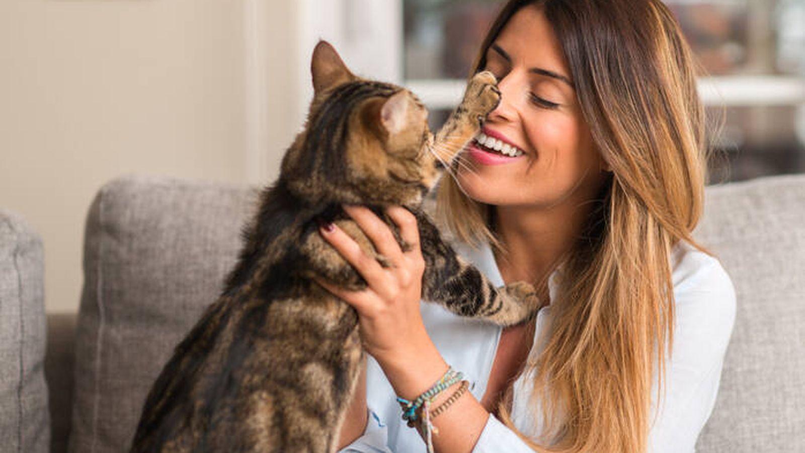 El sencillo truco con un guante para quitar los pelos de gato del sofá ...