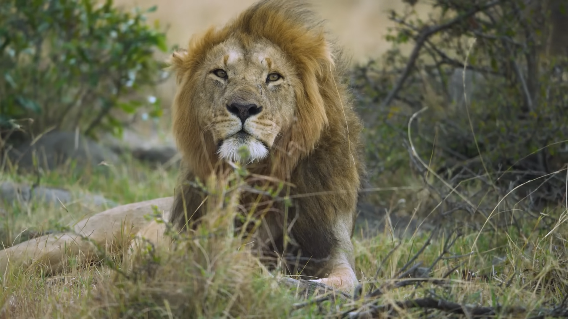 How lions became nature’s most powerful predators