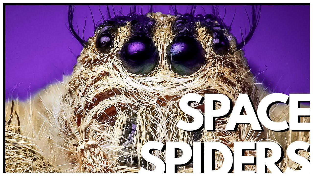 How Bioengineered Spider Silk Could Build a Space Elevator