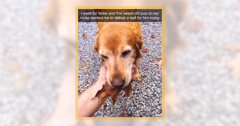 30 Wholesome Woofing Dog Memes to Sweetly Spring You From Autumn to Winter