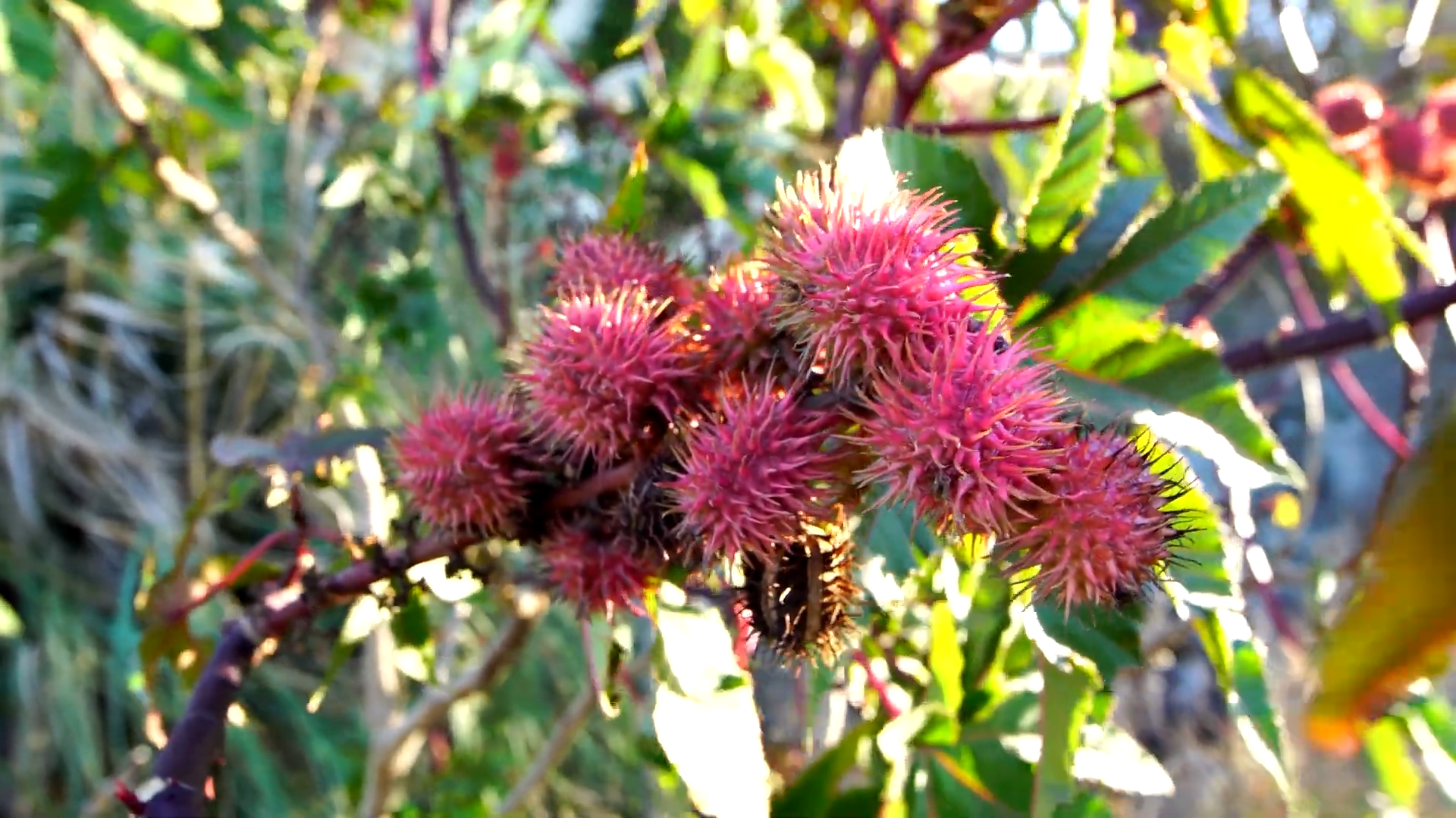 Why this plant was used by assassins throughout history
