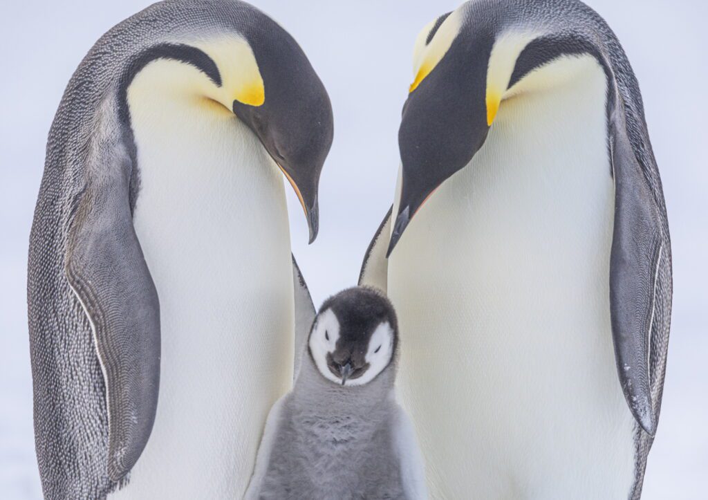 Brit wildlife photographer captures pics of cutest penguins since Happy ...