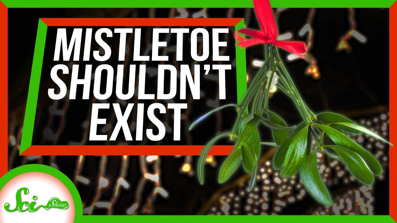 Mistletoe: The Holiday Plant That Shouldn’t Exist