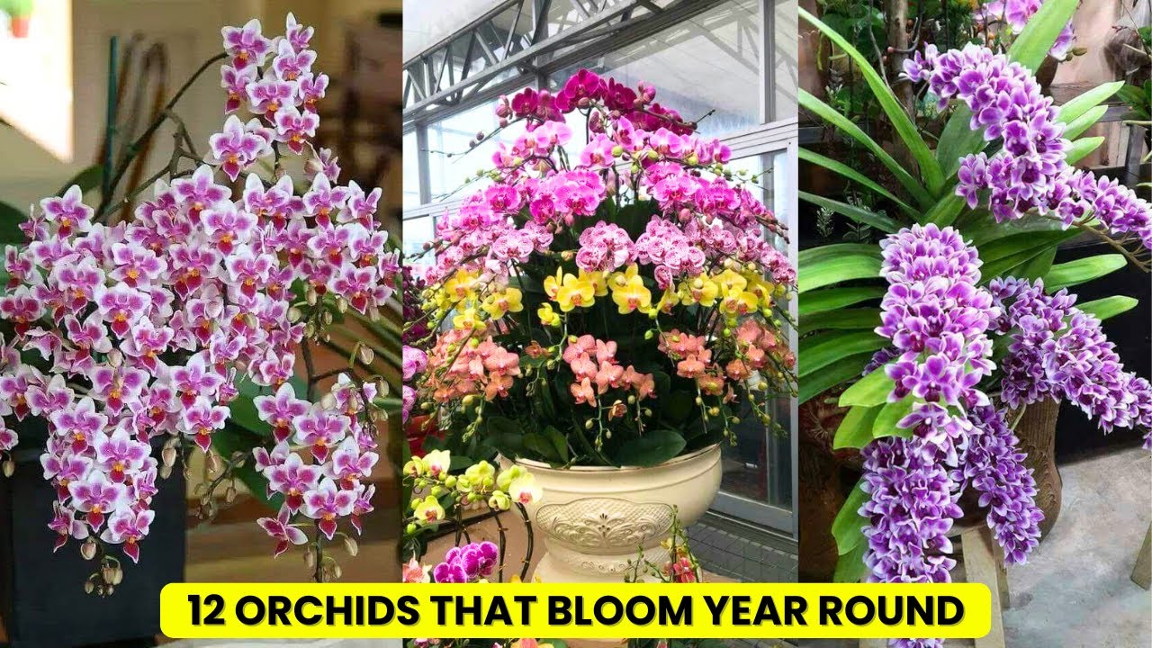 Must have orchid varieties for long lasting flowers
