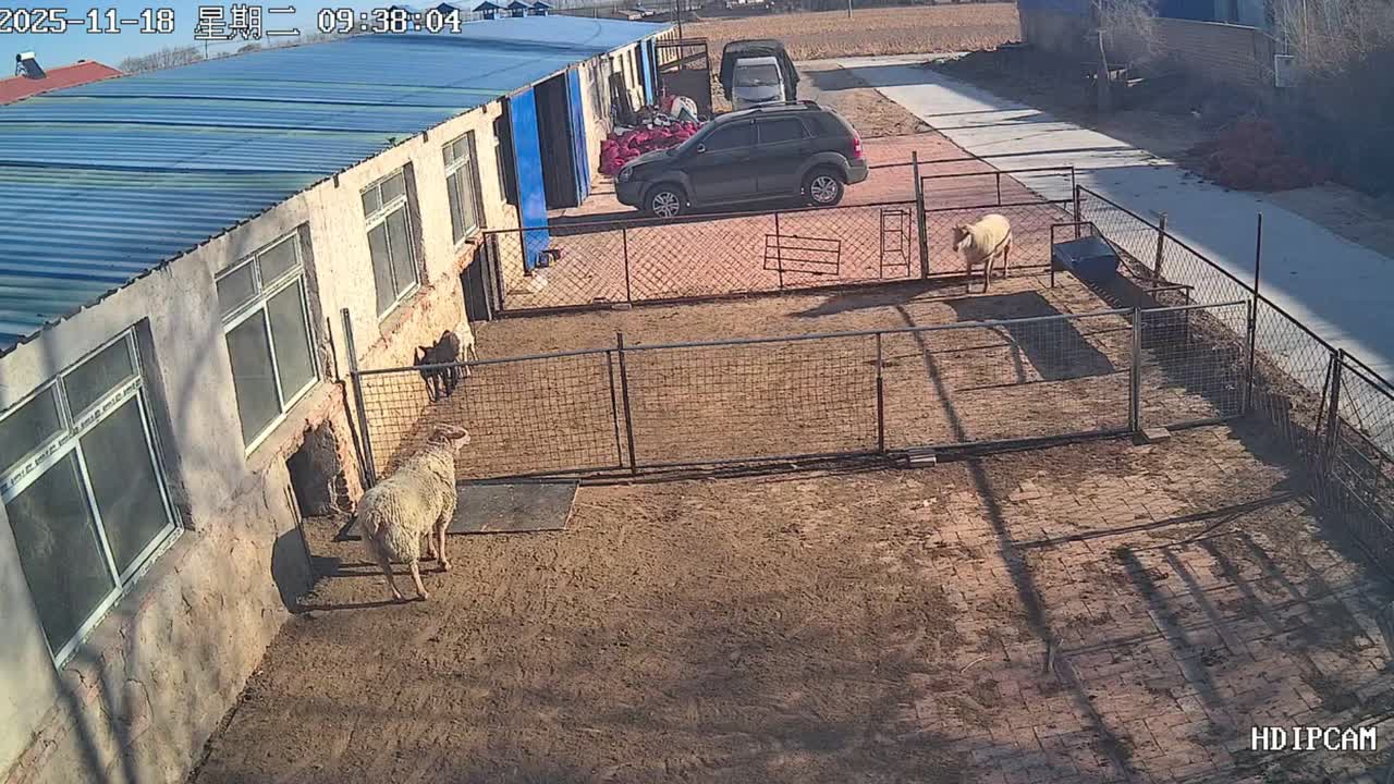Two aggressive sheep clash against a fence in Xinjiang, China