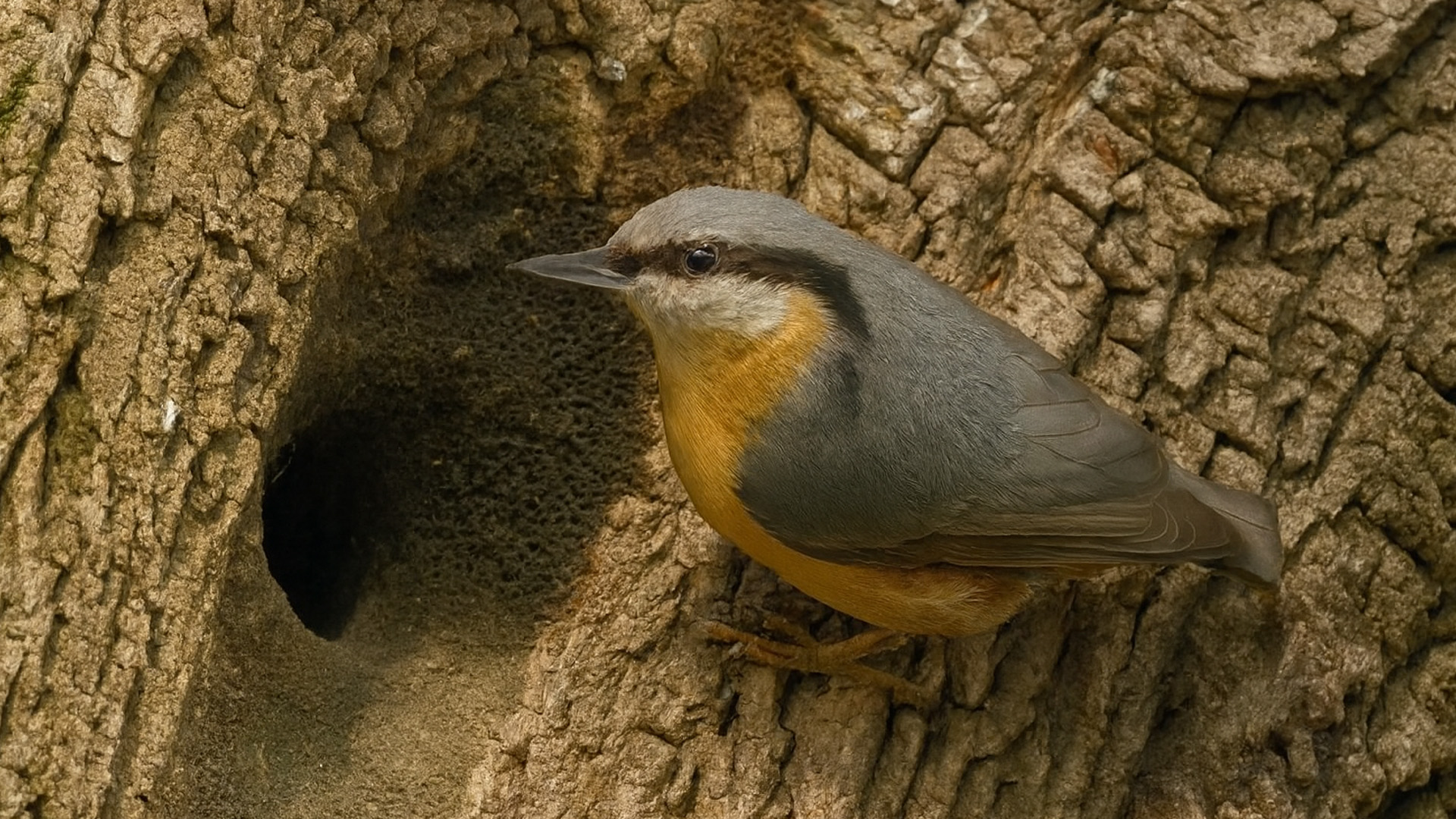 The Nuthatch Prepares Its Home In The Tree