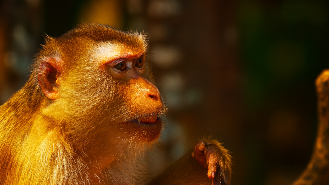 Será que este macaco está planejando algo?