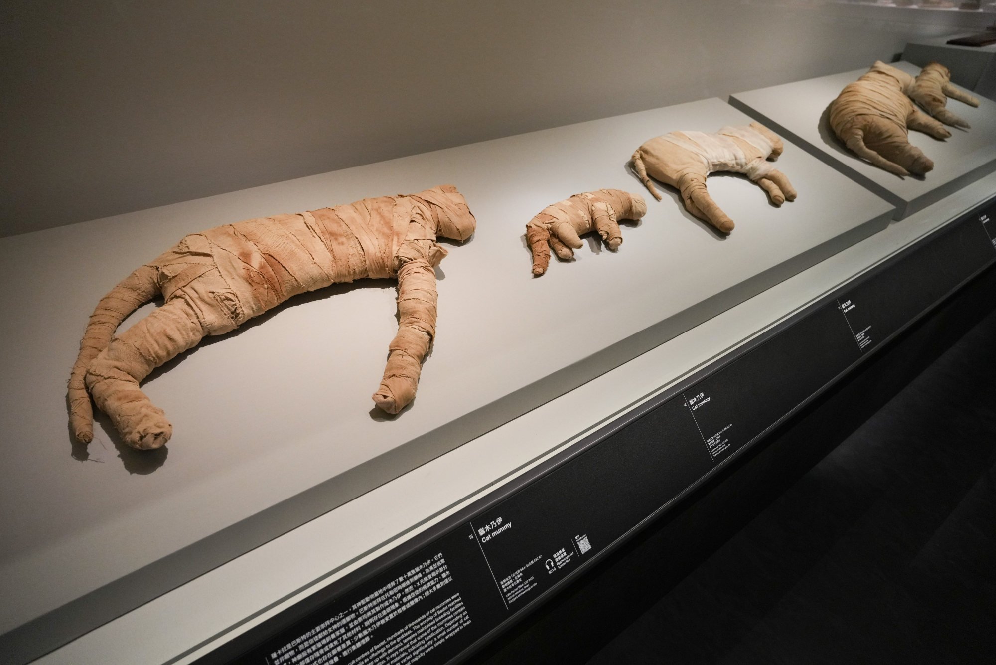 Night at Hong Kong museum? Evening hours considered as Egyptian mummies ...