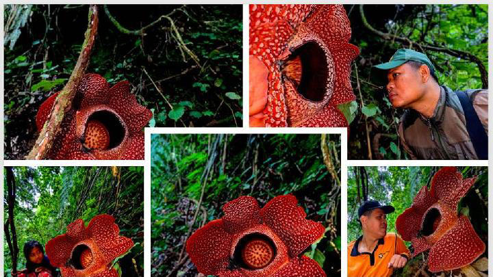 Spesies Bunga Raflesia yang Sangat Langka Ditemukan di Hutan Nagari di ...