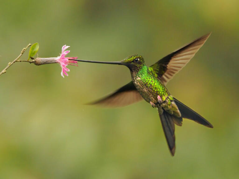 Wildlife photographer captures beautiful pictures of sword-billed ...