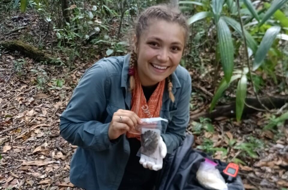 Vertical hunting helps wild cats coexist in Guatemala's forests, study ...