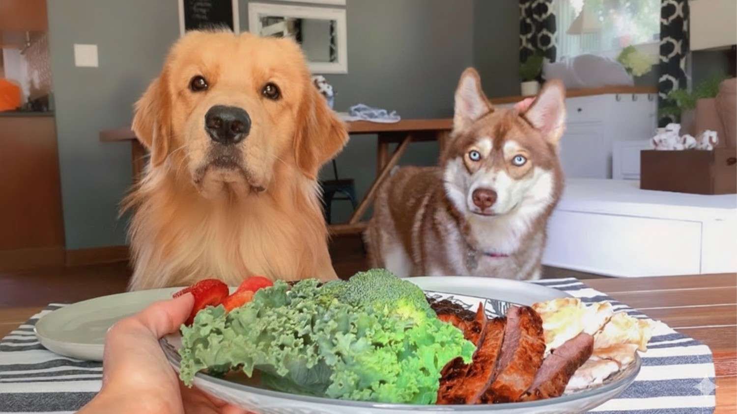 Golden Retriever & Husky Try New Foods