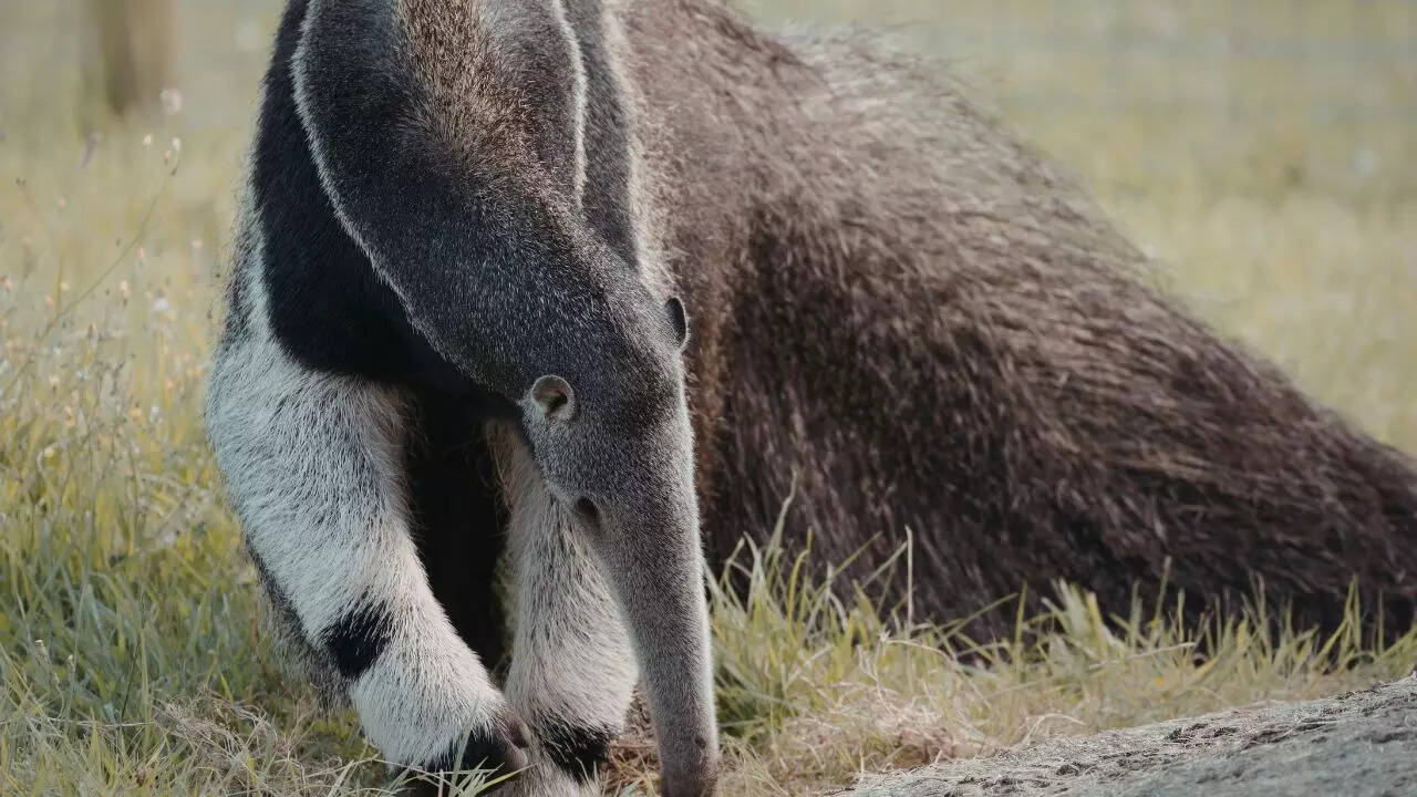 Sticking out: 8 animals with incredibly long tongues