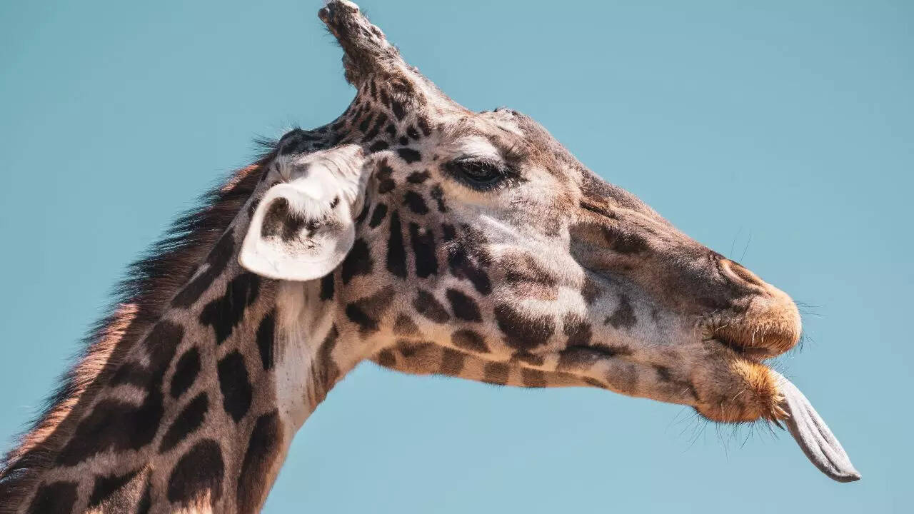 Sticking out: 8 animals with incredibly long tongues