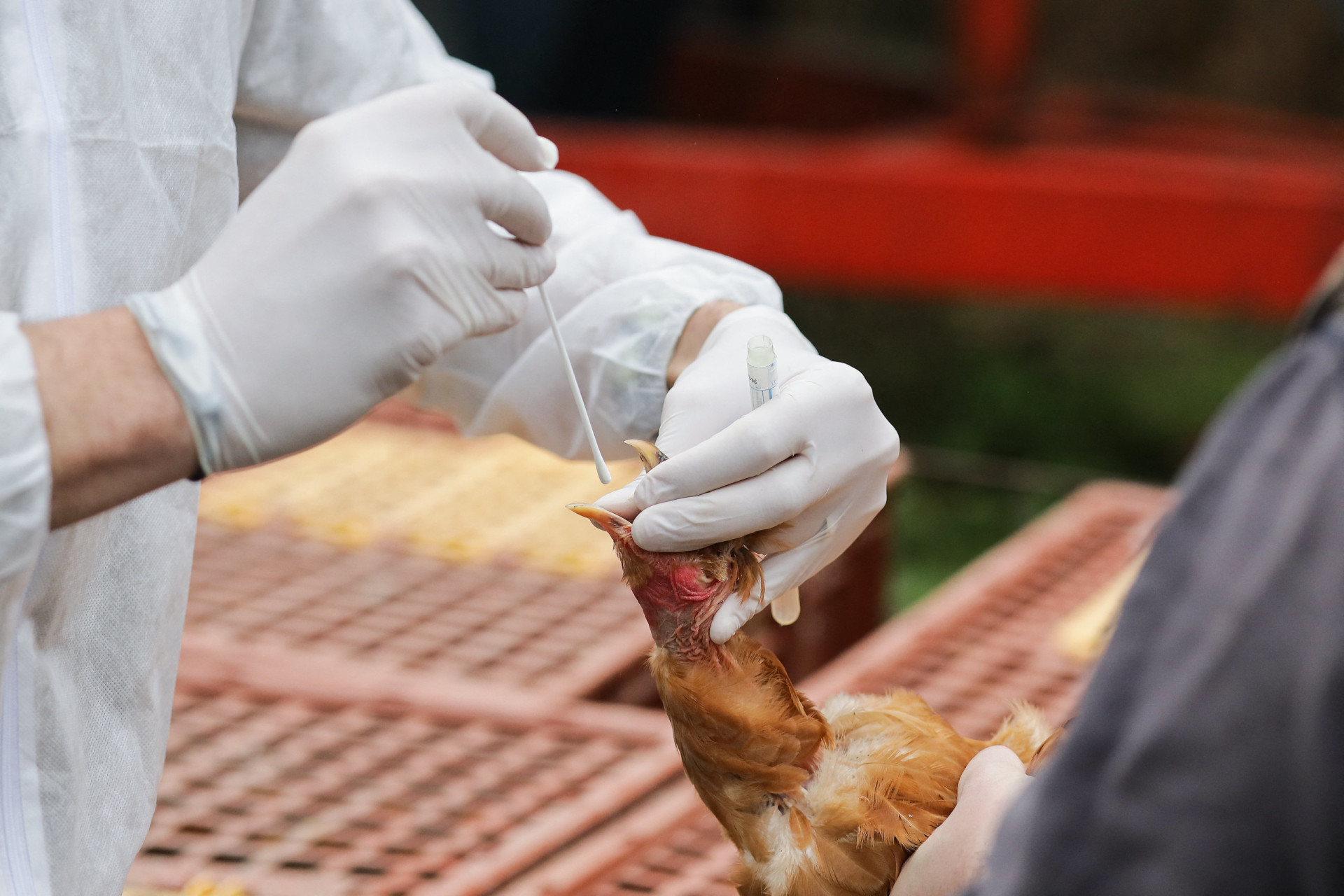 Washington state resident dies of bird flu strain never before seen in ...