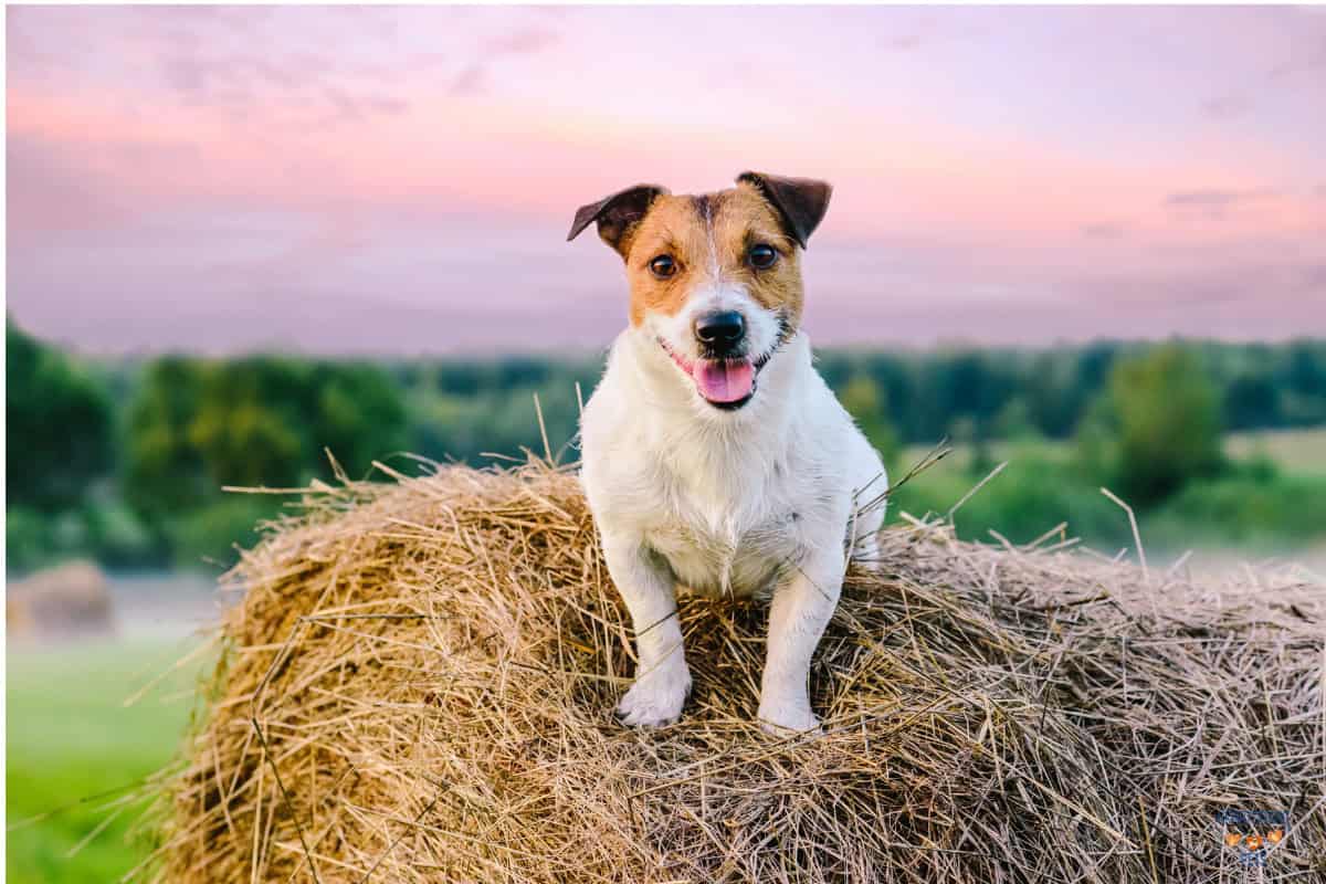 Meet 13 Farm Dogs Who Could Teach Us All a Few Things About Hustle