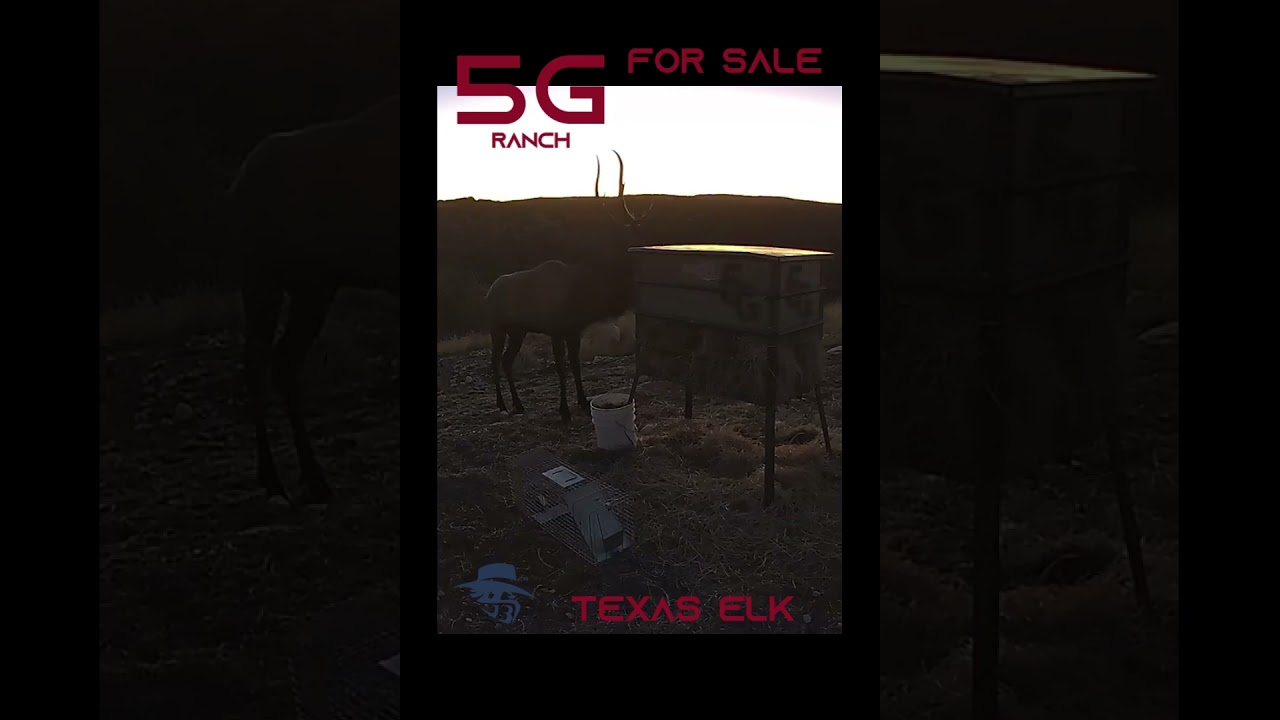 All About Texas Elk