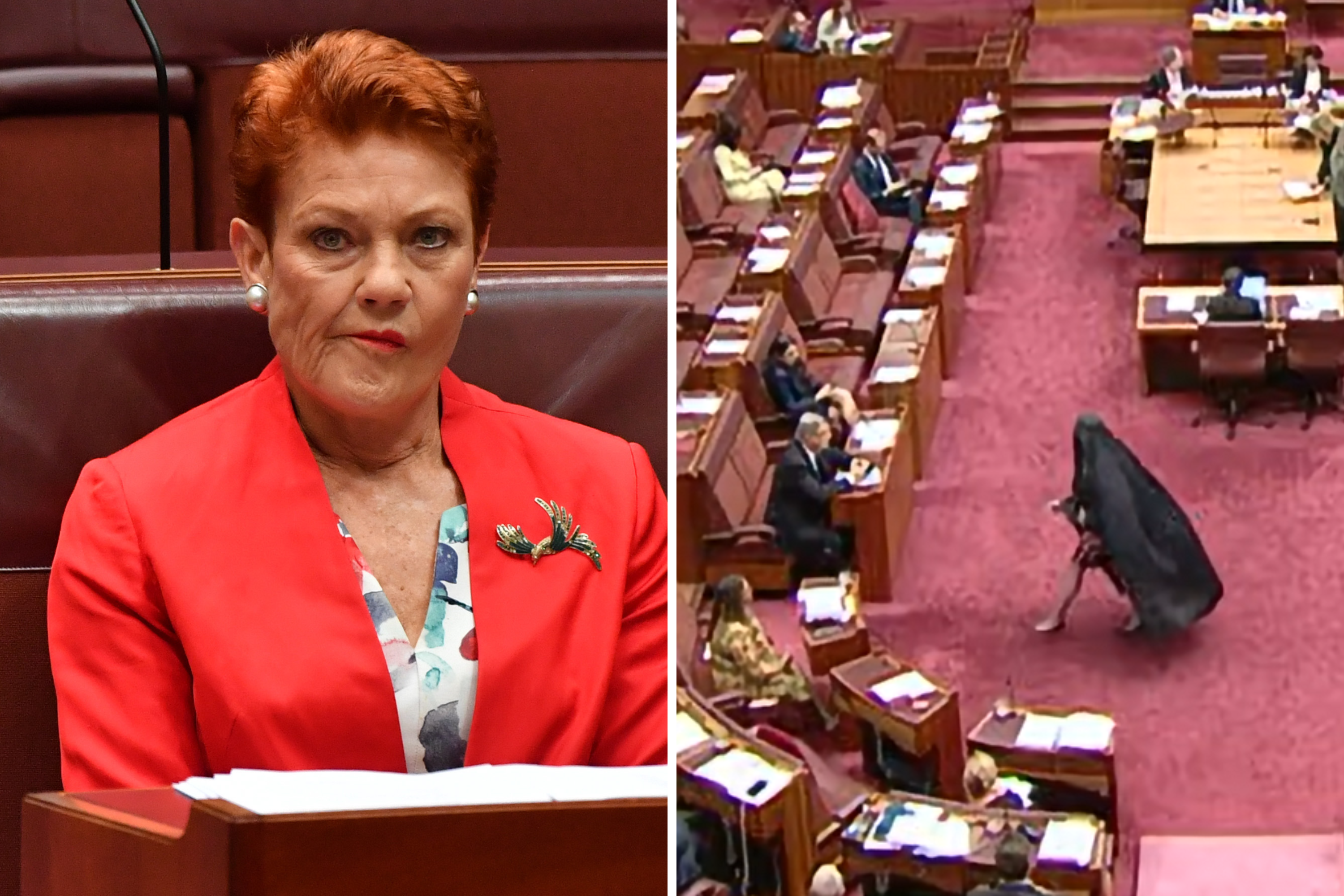 Australian senator accused of ‘blatant racism’ over burka protest
